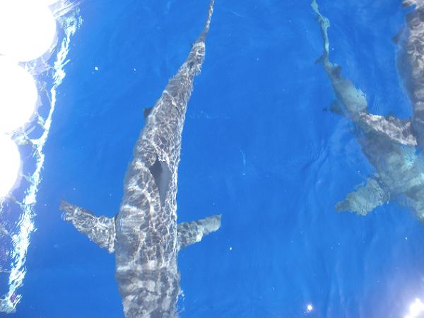 AnnaSophia Robb | Media - Soul Surfer Behind The Scenes